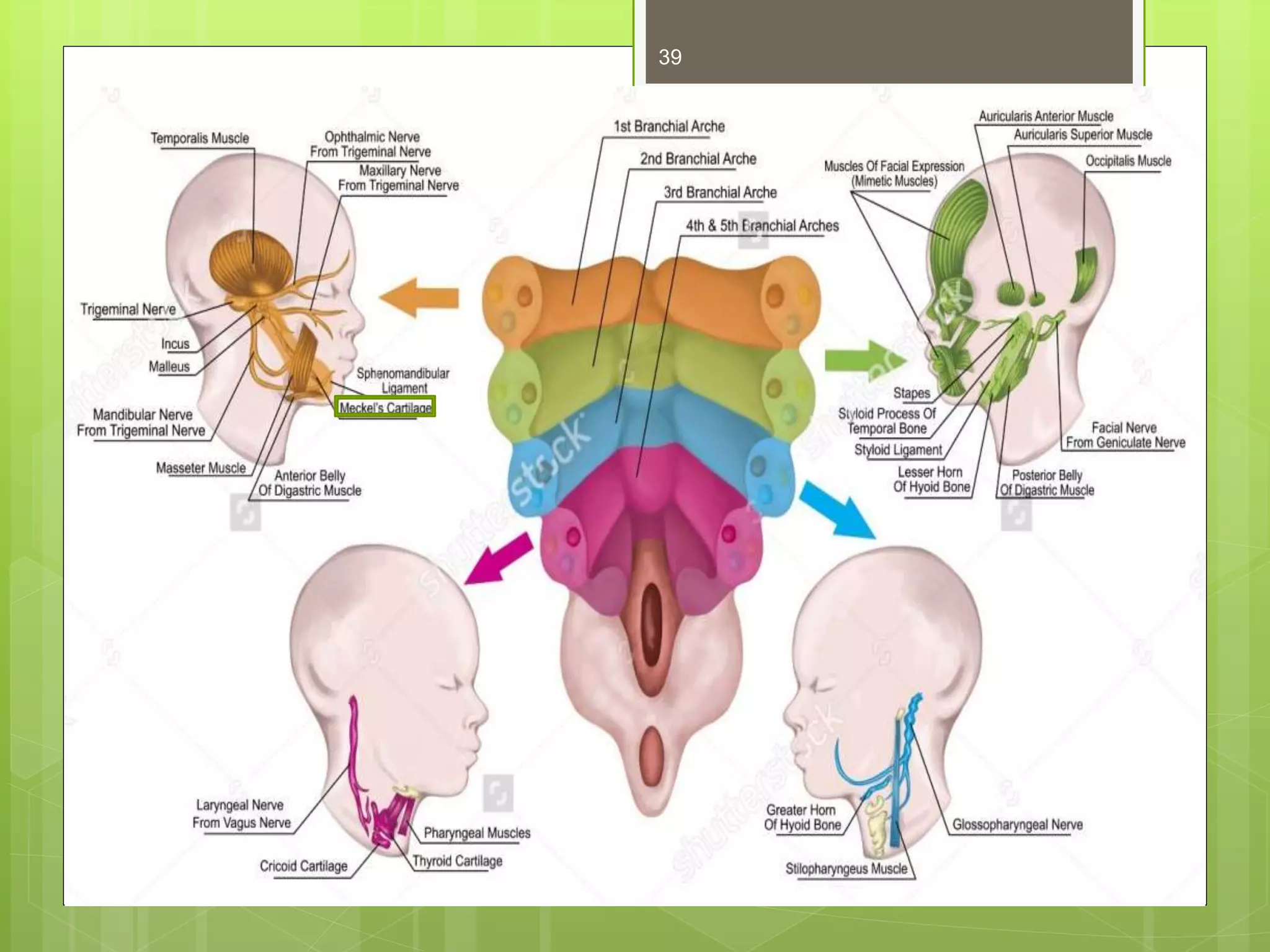 General embryology growth & development of mandible | PPTX
