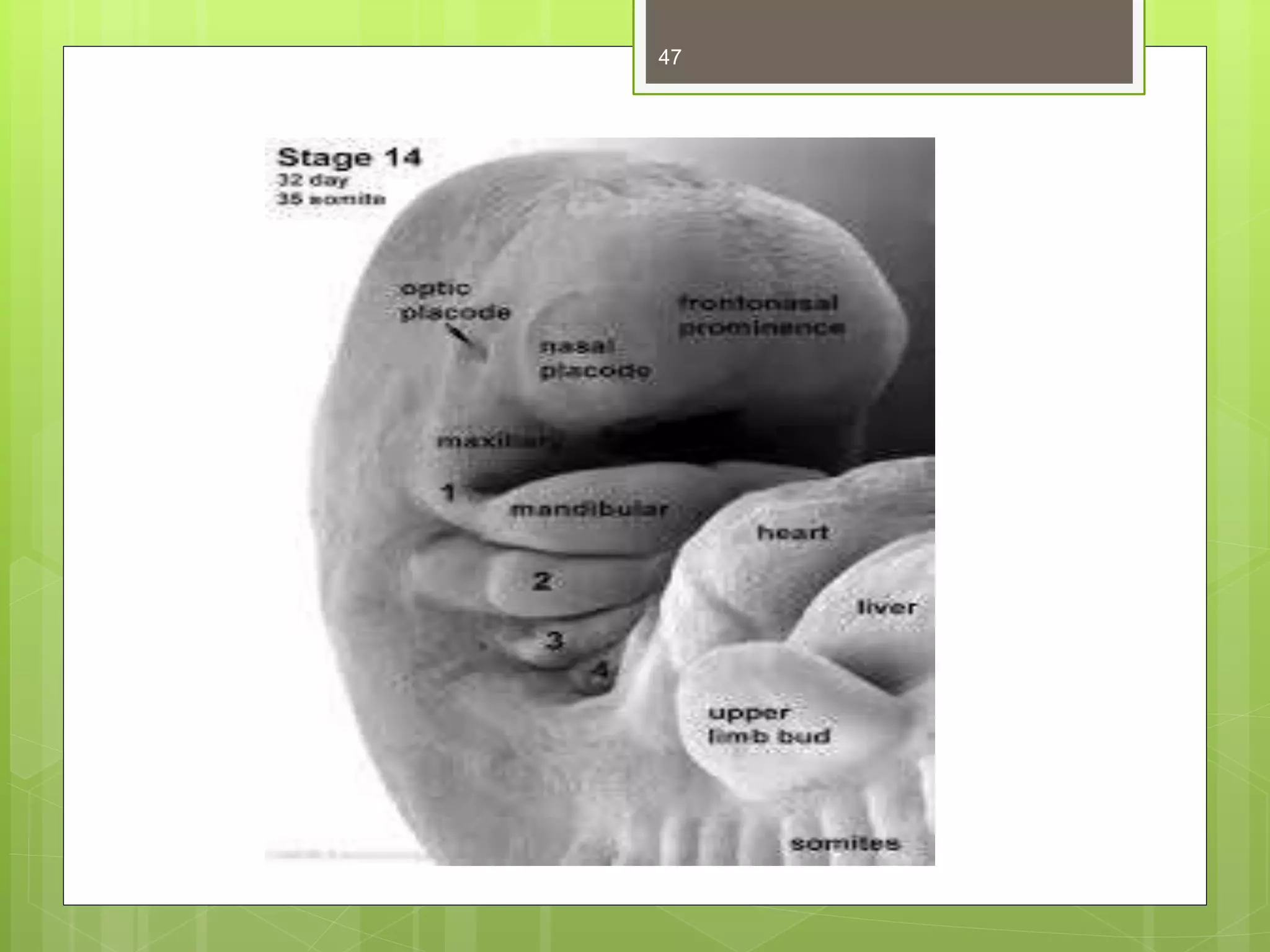 General embryology growth & development of mandible | PPTX