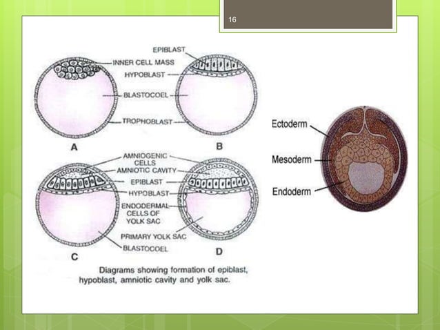 General embryology growth & development of mandible | PPTX