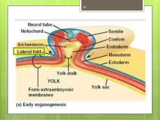 General embryology growth & development of mandible
