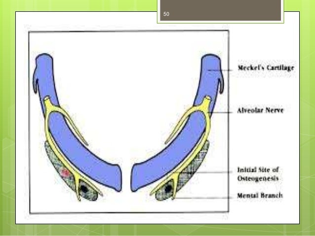 General embryology growth & development of mandible