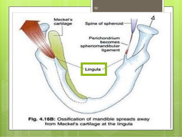 General embryology growth & development of mandible