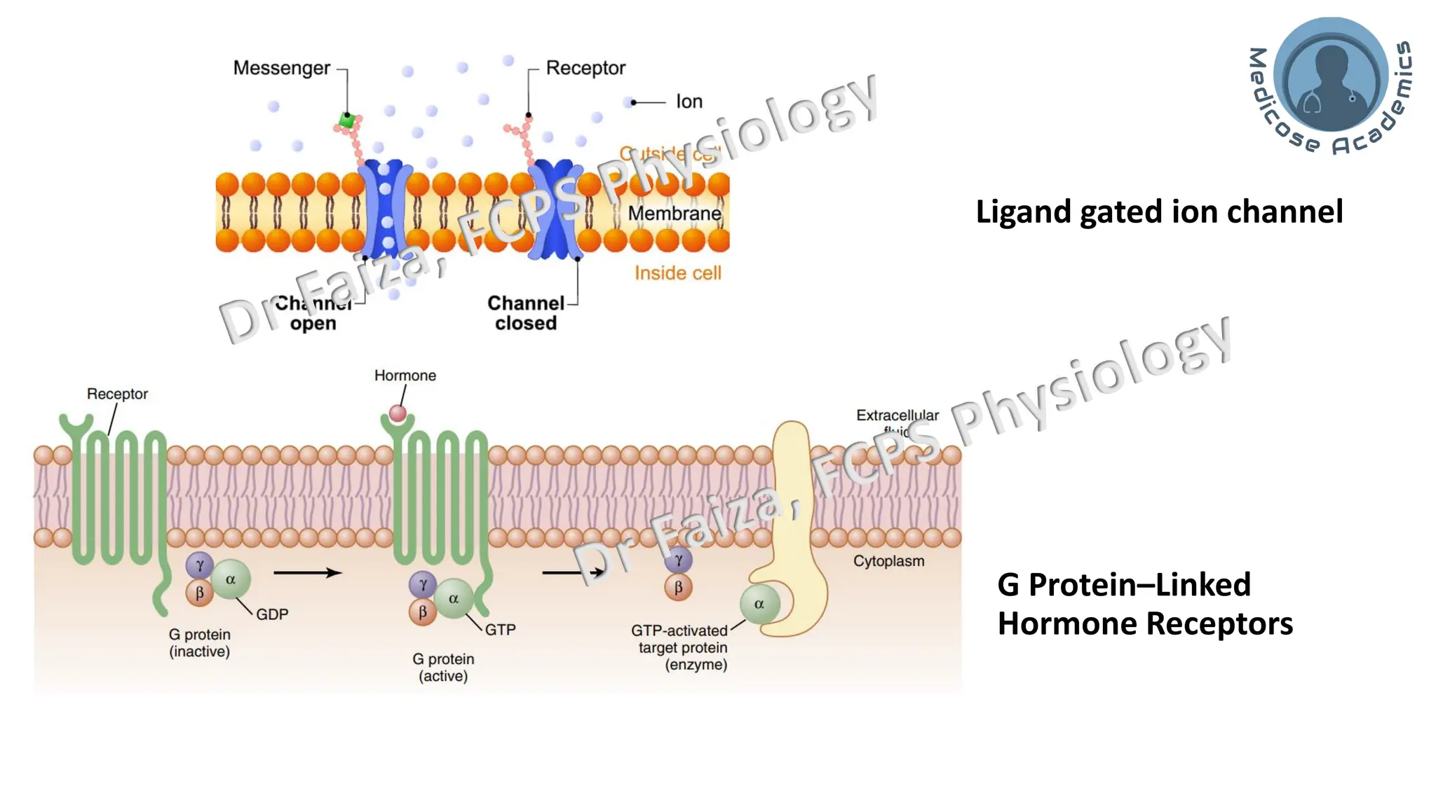 General Endocrinology and mechanism of action of hormones | PDF