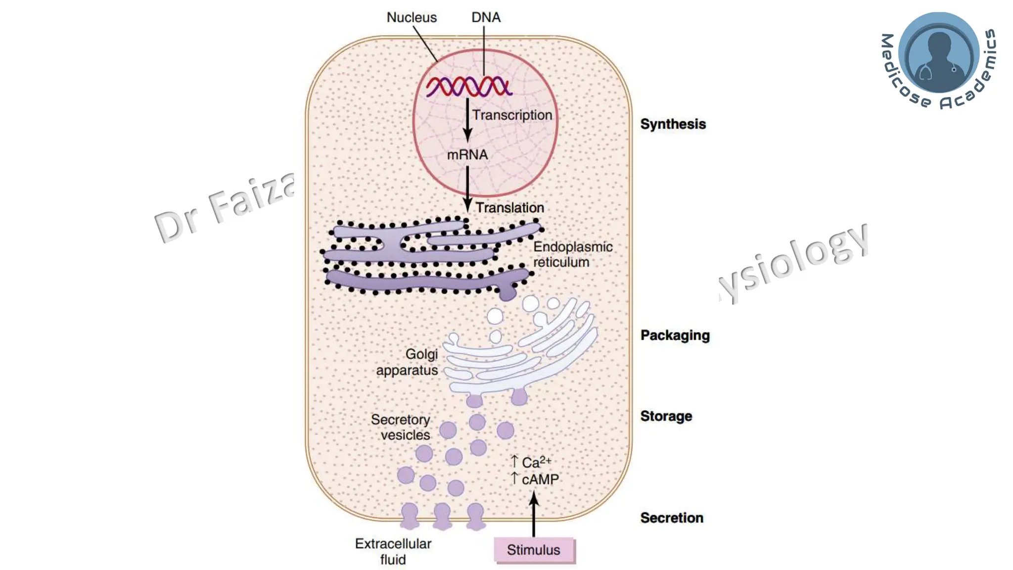 General Endocrinology and mechanism of action of hormones | PDF