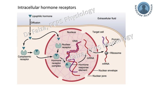 General Endocrinology and mechanism of action of hormones | PDF ...