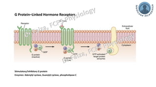 General Endocrinology and mechanism of action of hormones | PDF