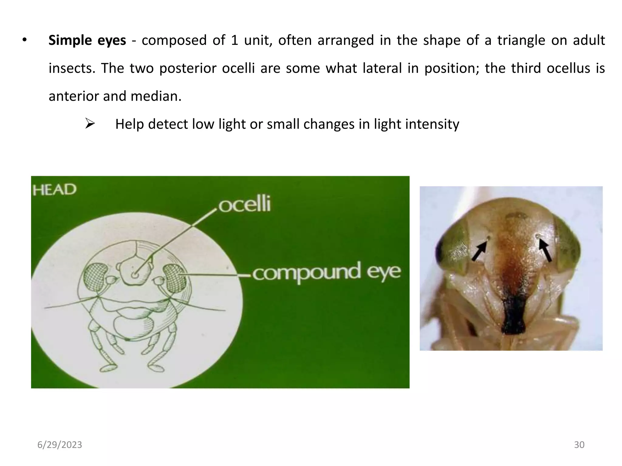 General entomology edited New.pptx