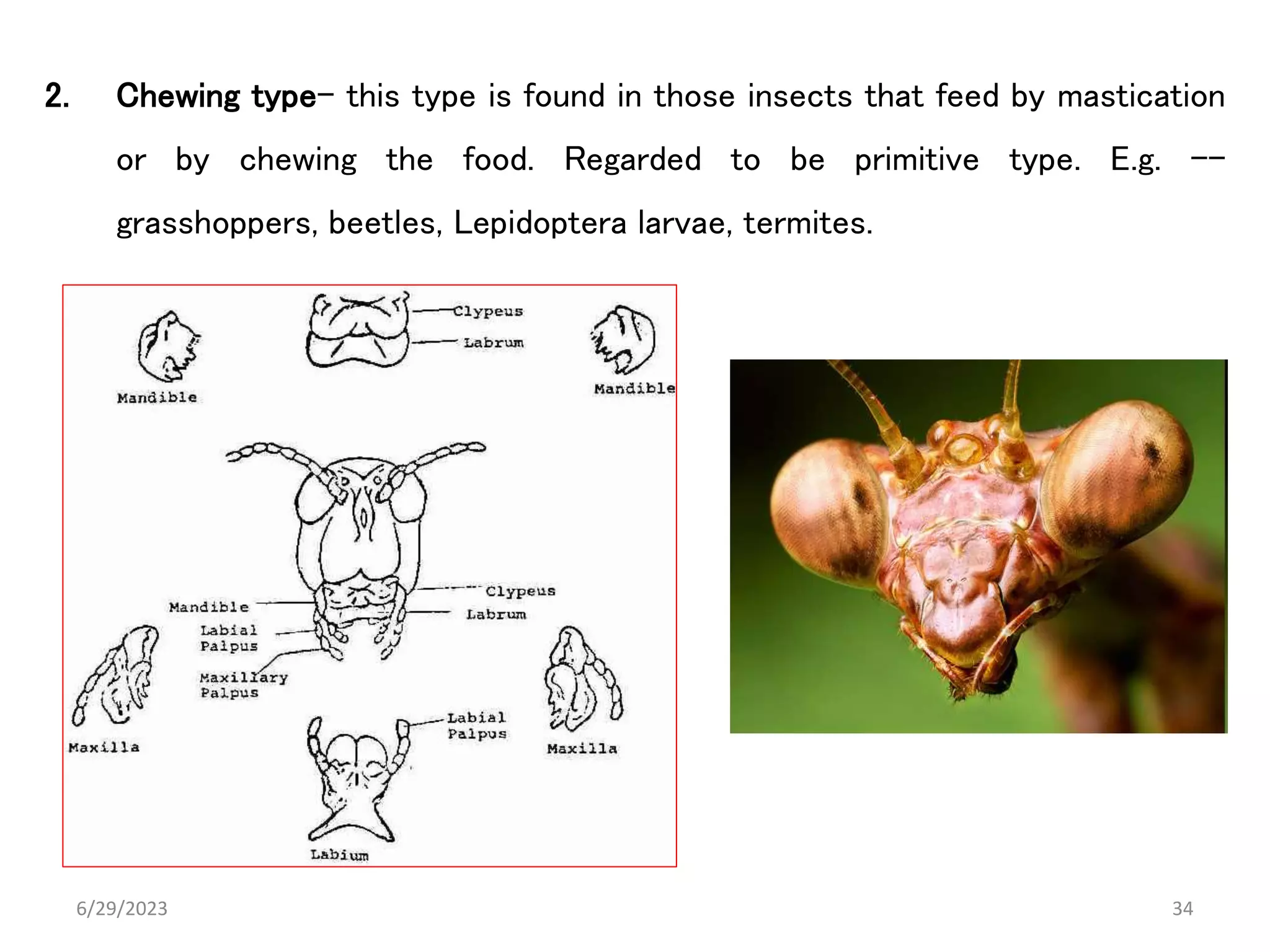 General entomology edited New.pptx