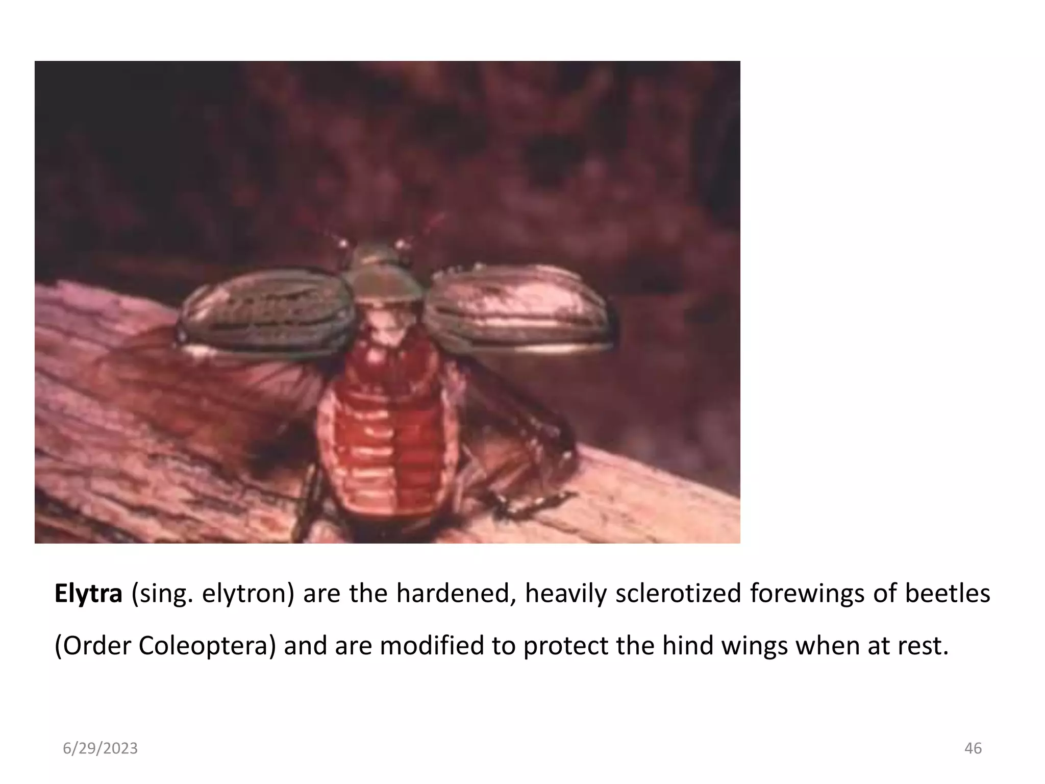 General entomology edited New.pptx