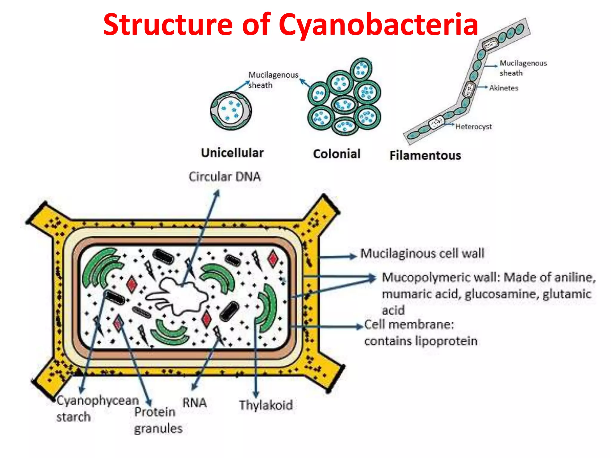 General features and structure of cyanobacteria | PPT