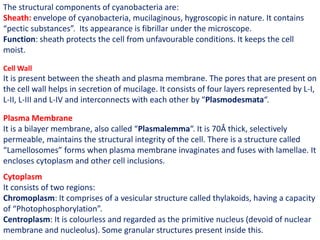 General features and structure of cyanobacteria | PPT