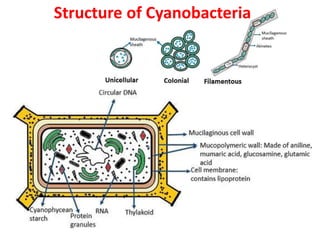 Cyanobacteria Diagram