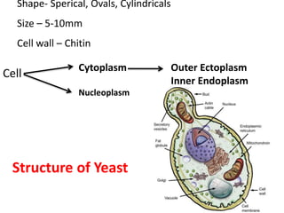 Yeast Cell Structure
