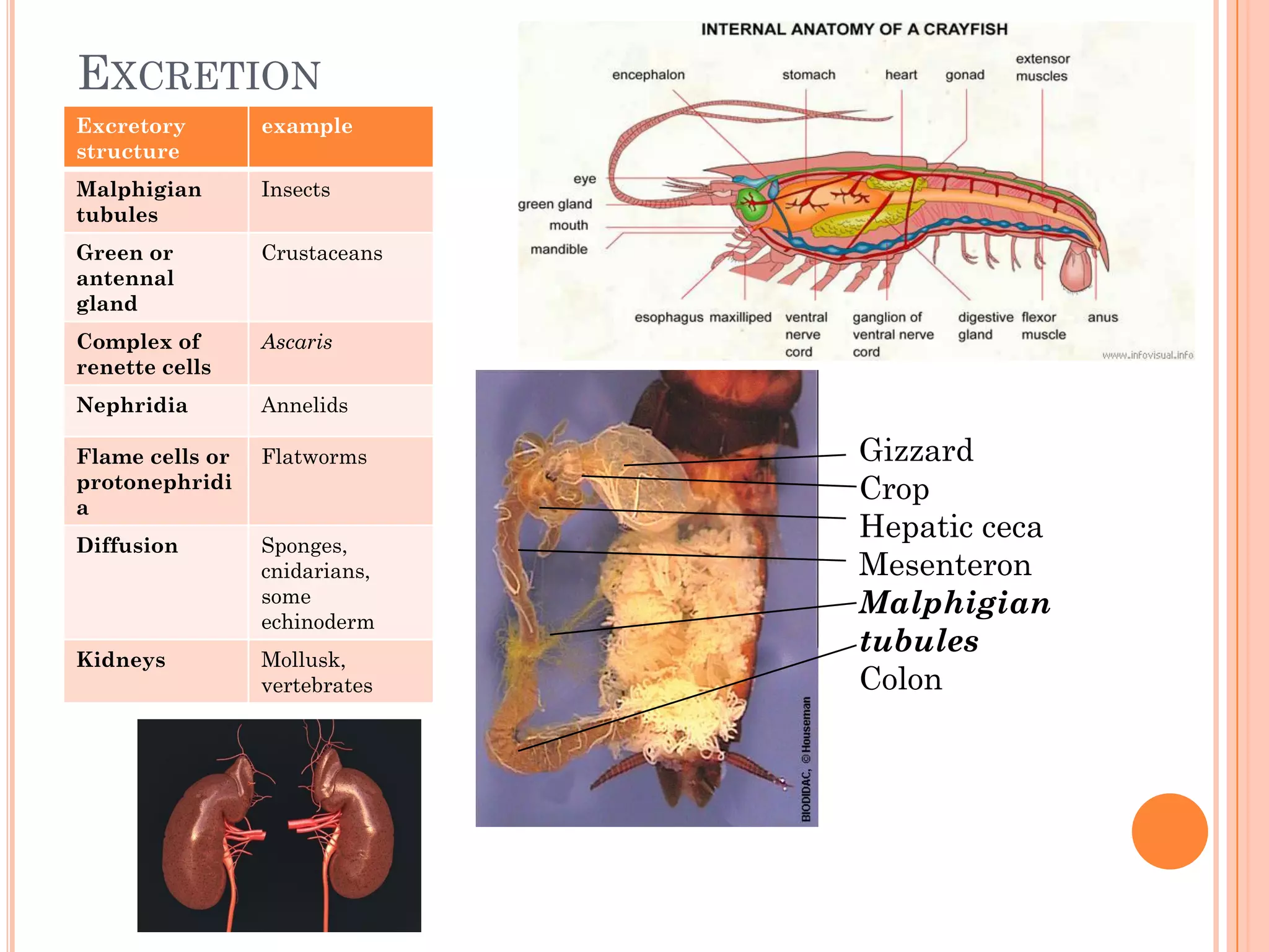 General features of animals, biodiversity, biology | PDF
