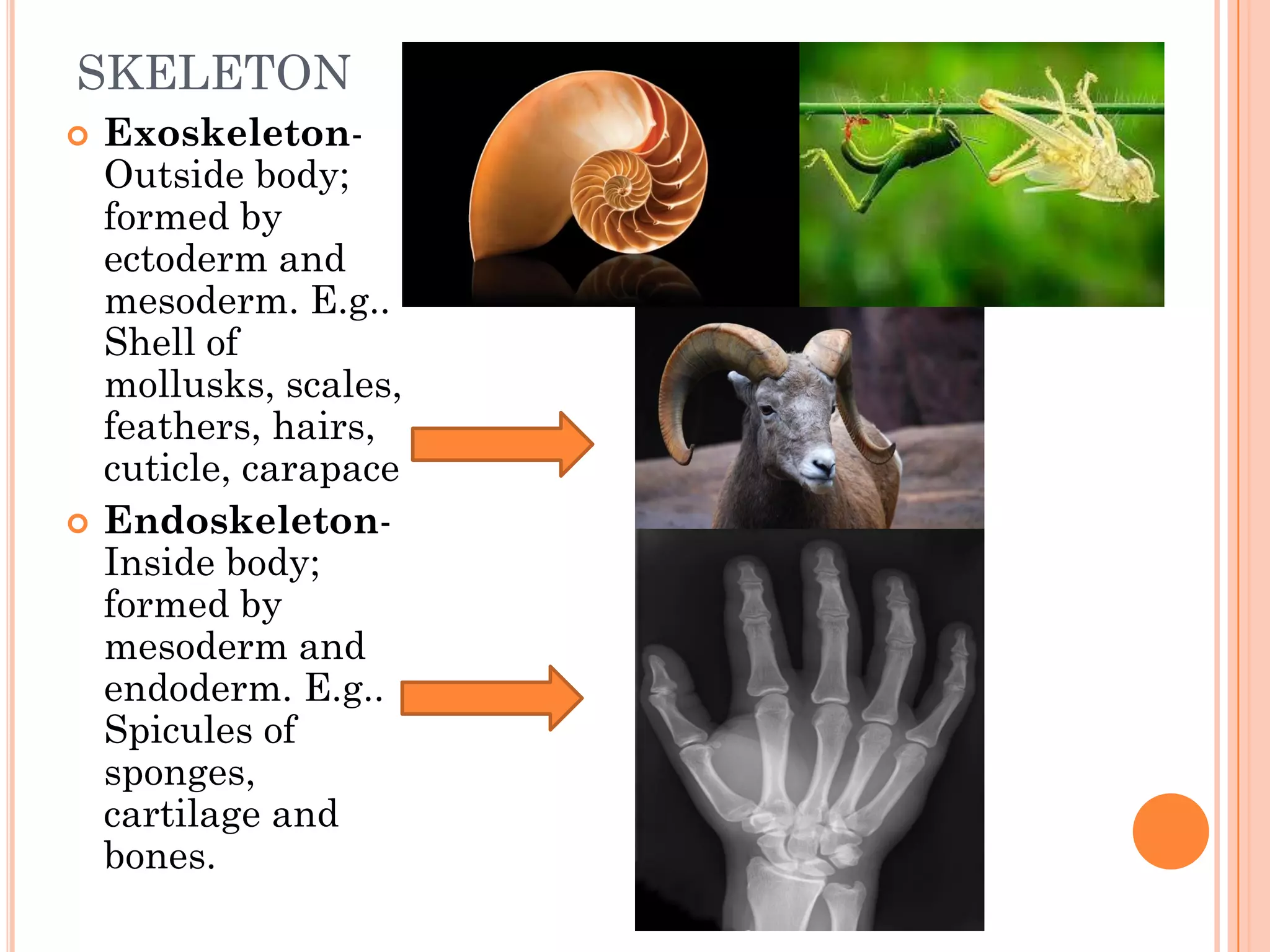 General features of animals, biodiversity, biology | PDF