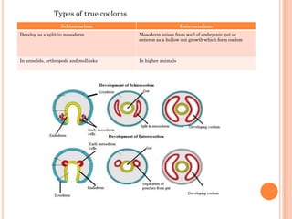 General features of animals, biodiversity, biology | PDF