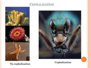 General features of animals, biodiversity, biology | PDF