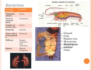 General features of animals, biodiversity, biology | PDF