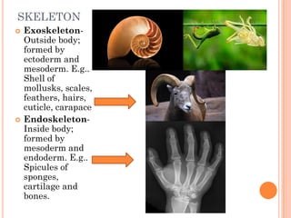 General features of animals, biodiversity, biology | PDF