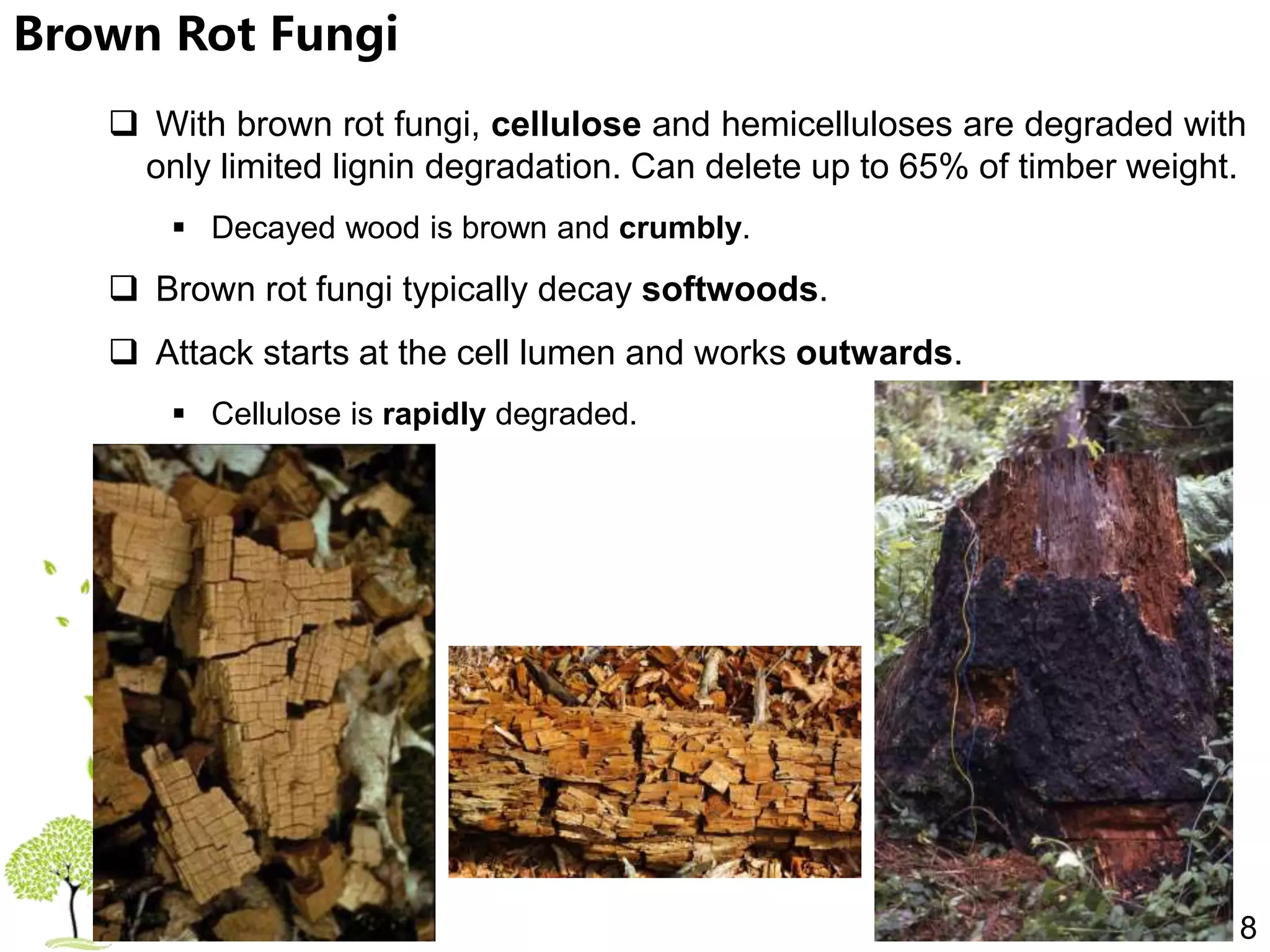 General features of white rot and brown rot fungi | PPTX