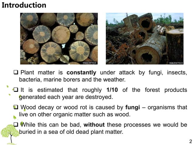 General features of white rot and brown rot fungi | PPTX | Woodworking ...