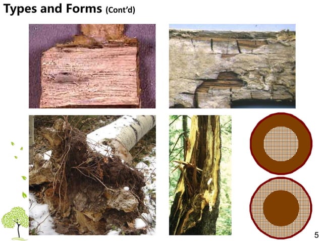 General features of white rot and brown rot fungi | PPTX | Woodworking ...