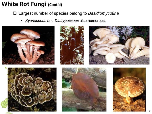 General features of white rot and brown rot fungi | PPTX | Woodworking ...