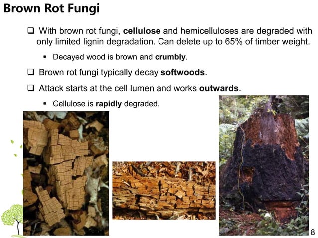 General features of white rot and brown rot fungi | PPTX | Woodworking ...