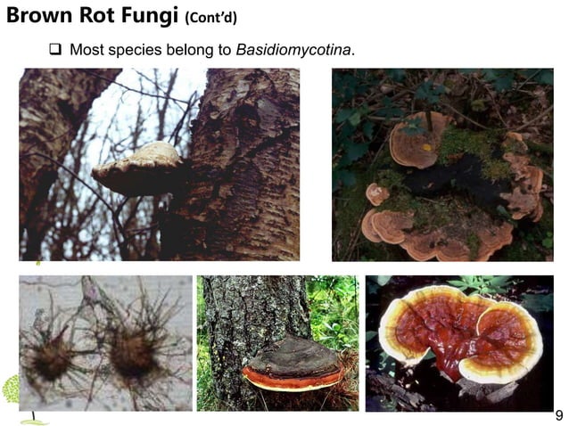 General features of white rot and brown rot fungi | PPTX | Woodworking ...