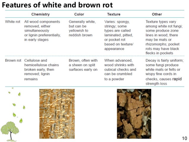 General features of white rot and brown rot fungi