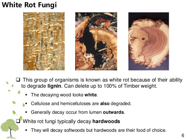 General features of white rot and brown rot fungi