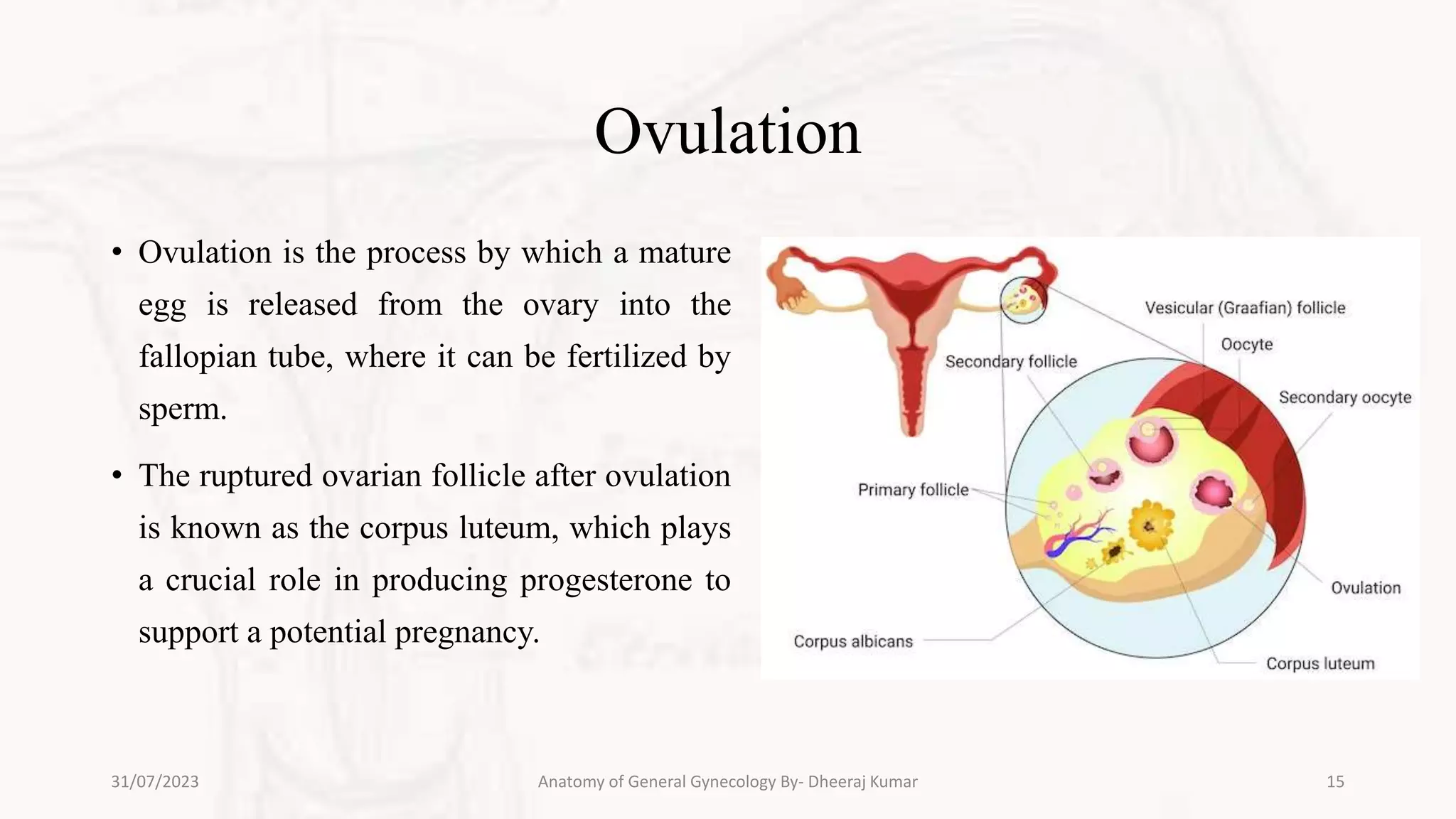 anatomy of general gynecology.pptx