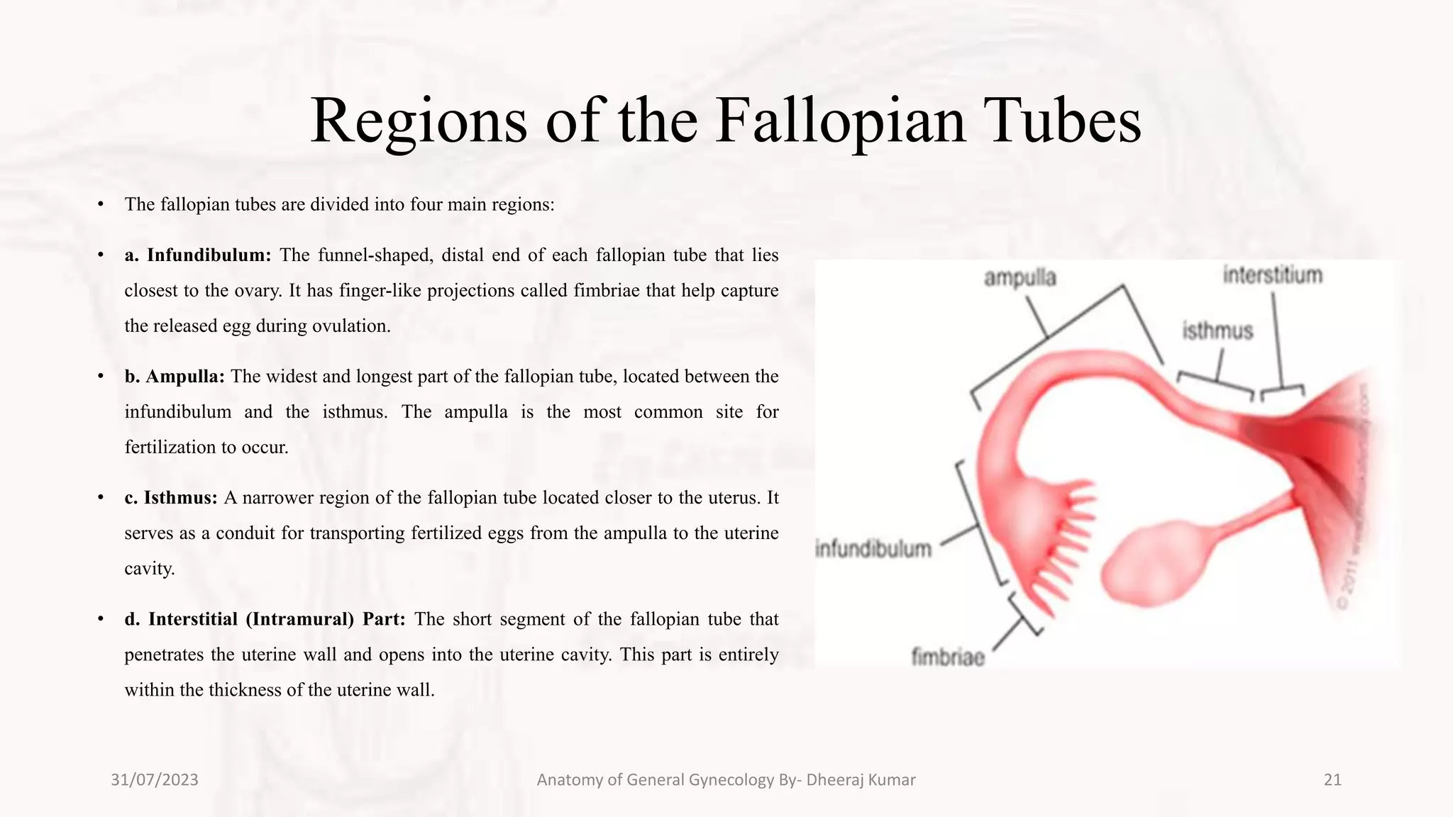 anatomy of general gynecology.pptx