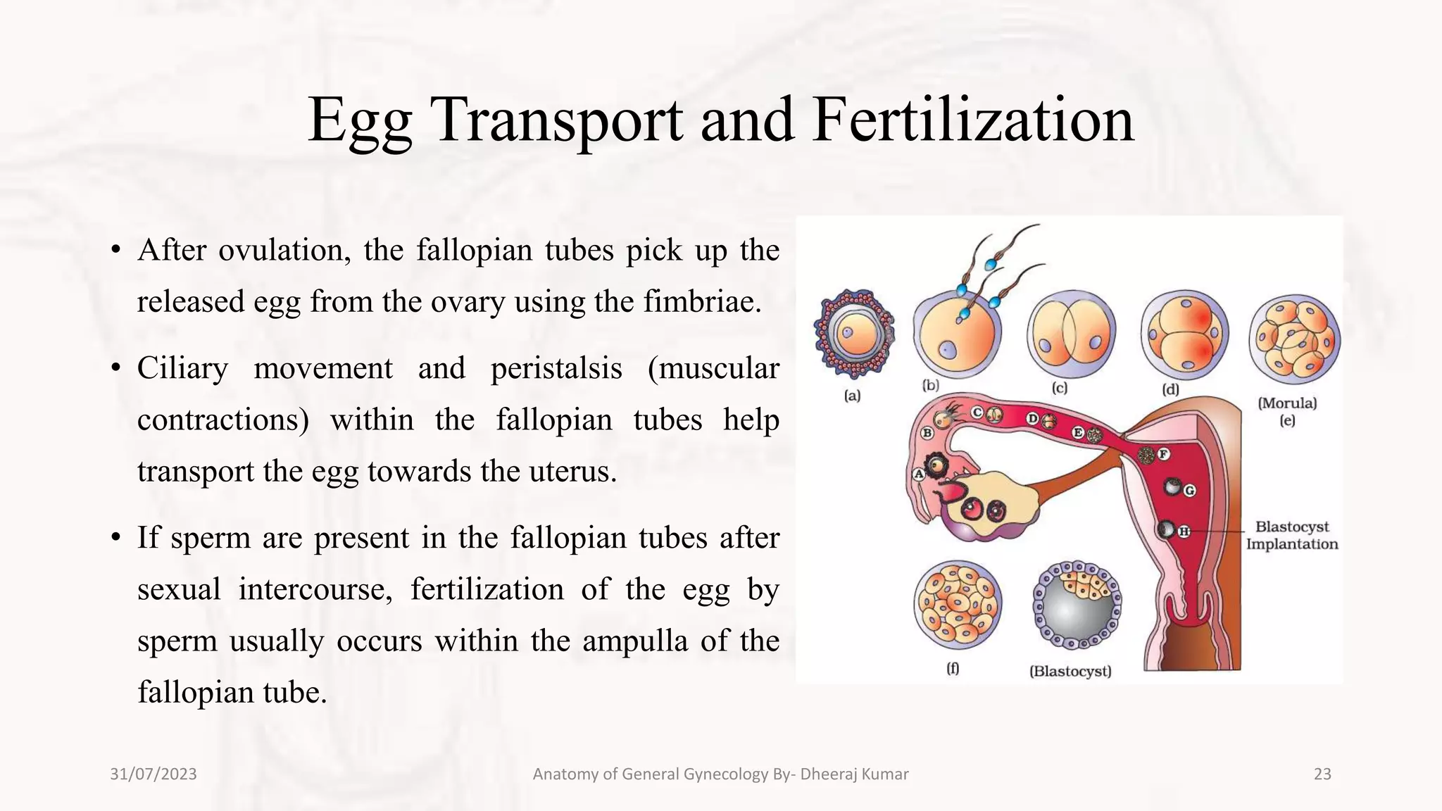 anatomy of general gynecology.pptx