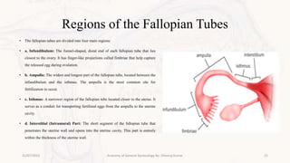 anatomy of general gynecology.pptx