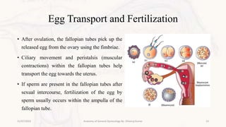 anatomy of general gynecology.pptx