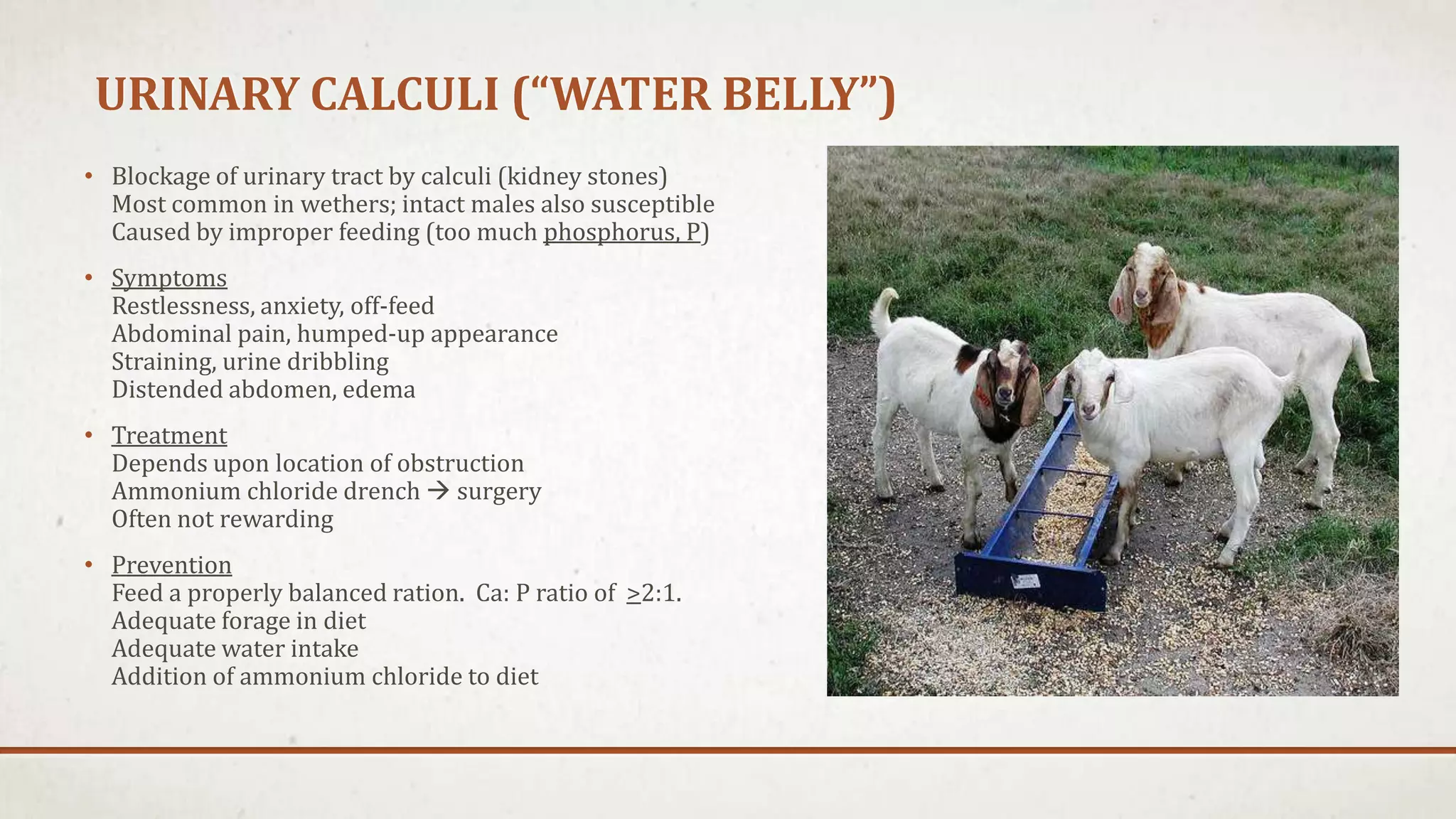 General Health Problems of Sheep/Goats | PPTX