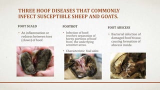 General Health Problems of Sheep/Goats | PPTX | Infectious Diseases ...