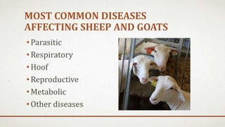 General Health Problems of Sheep/Goats | PPTX
