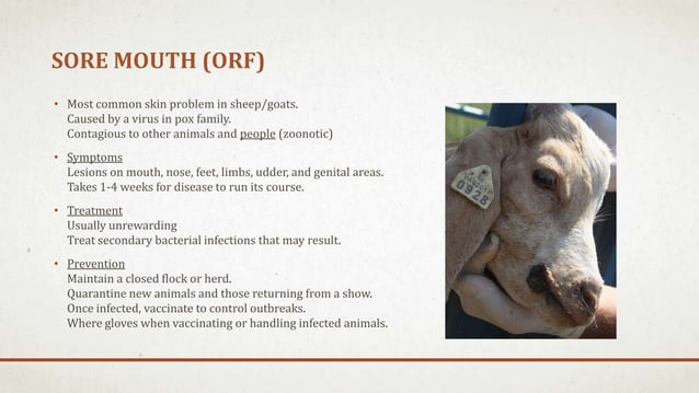 General Health Problems of Sheep/Goats | PPTX | Infectious Diseases ...