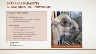General Health Problems of Sheep/Goats | PPTX