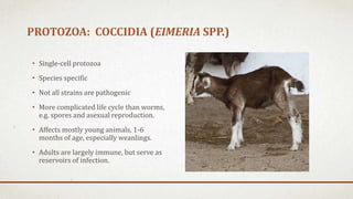 General Health Problems of Sheep/Goats | PPTX