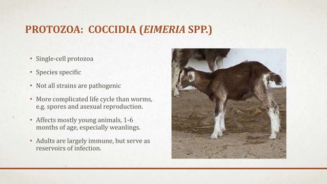 General Health Problems of Sheep/Goats | PPTX | Infectious Diseases ...