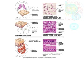 General histology.(introduction) | PPT