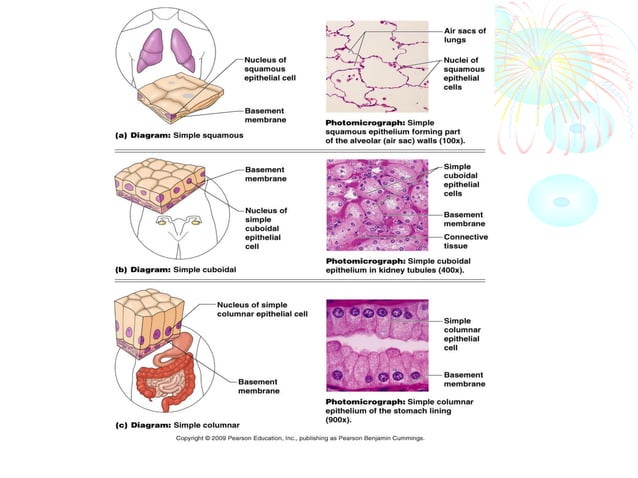 General histology.(introduction) | PPT | Endocrine and Metabolic ...