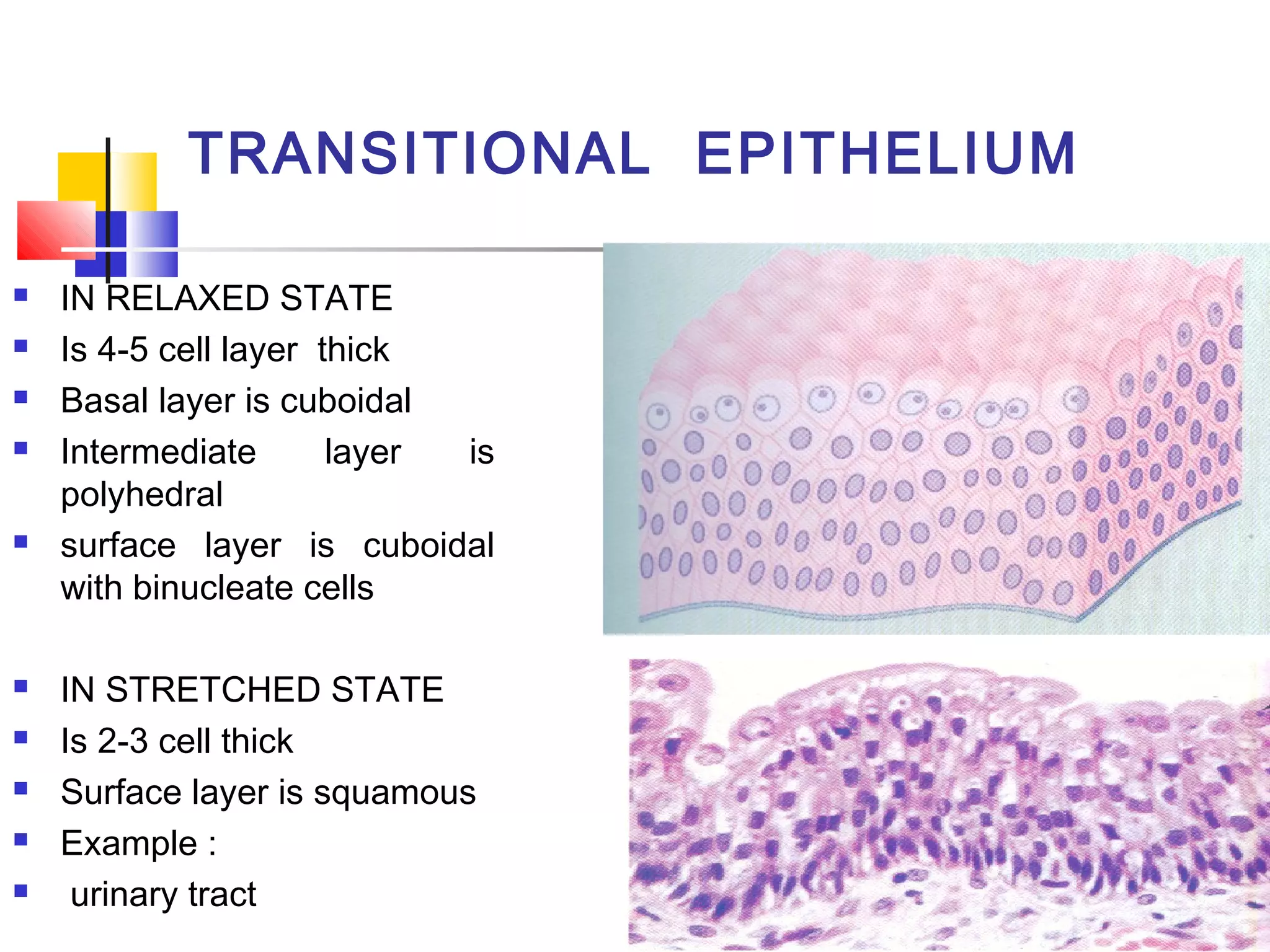General histology | PPT