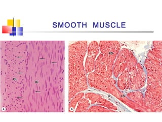 General histology | PPT