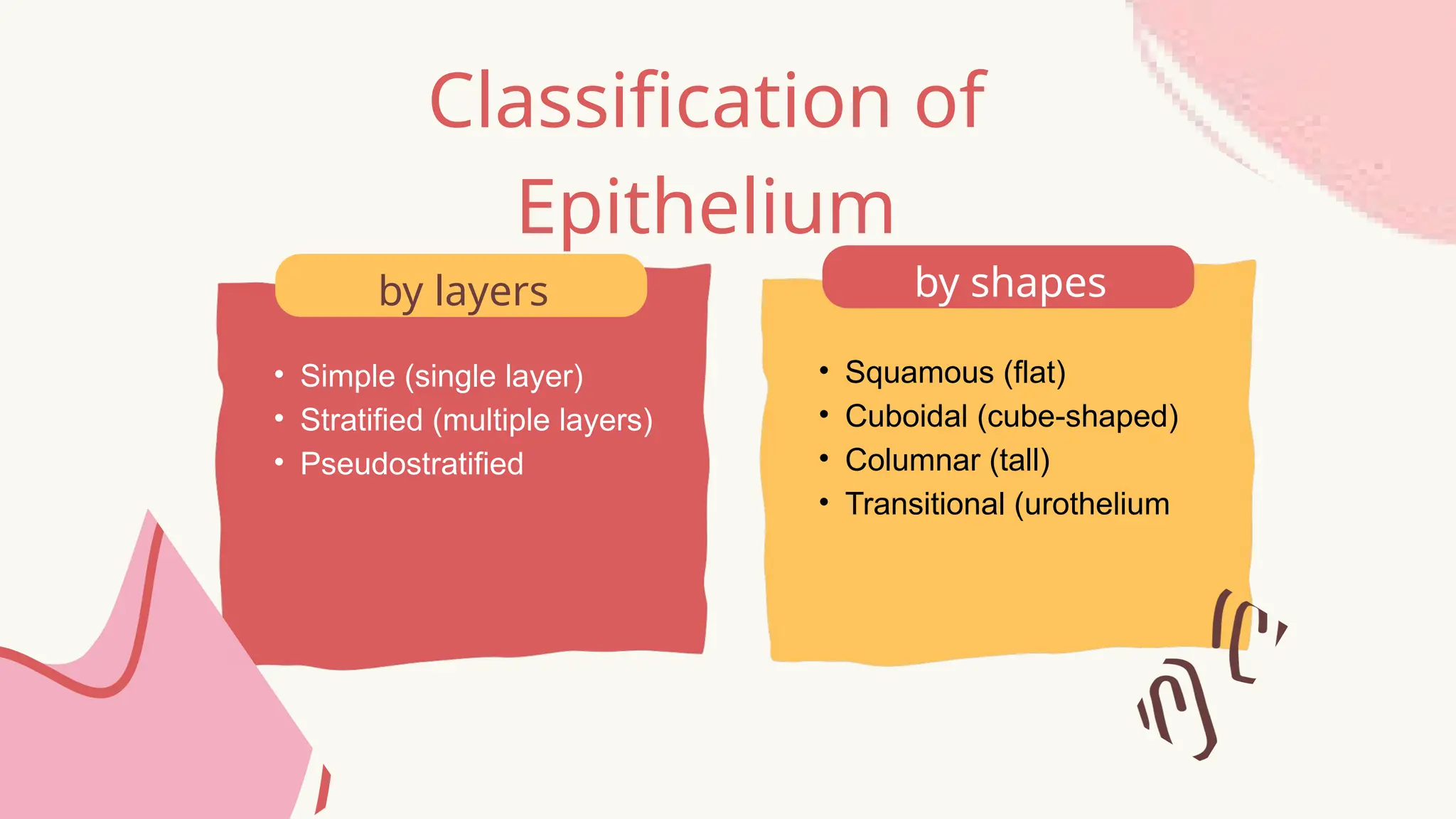 General histology cell epithelium connective tissue and bone by Dr ...