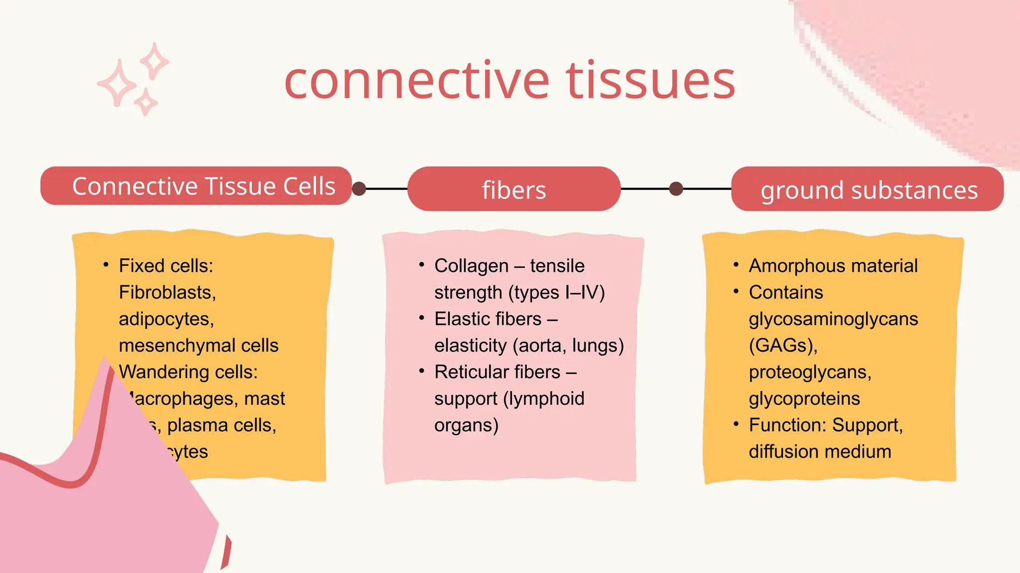 General histology cell epithelium connective tissue and bone by Dr ...