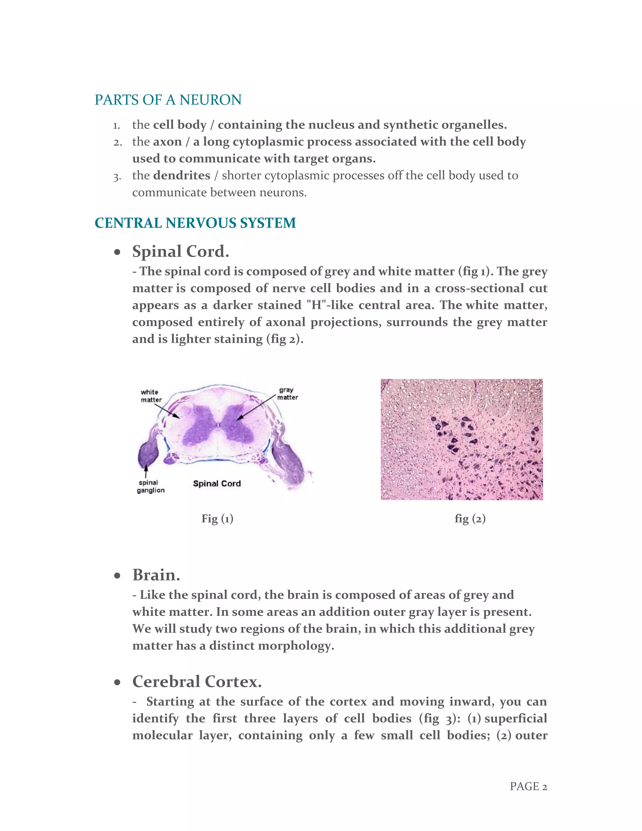 General histology || Nervous tissue | PDF